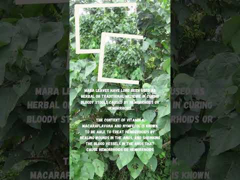 Benefits of Mara plant or Macaranga tanarius for health #shorts