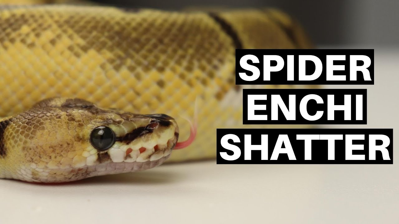 Morph Guide #11: The Spider Enchi Shatter Ball Python - Benjamin's Exotics