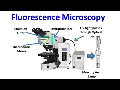 Fluorescent Microscope - Confocal Fluorescence Microscopy Latest Price ...