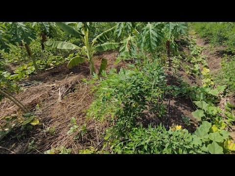 mulching natural farming | agriculture friend