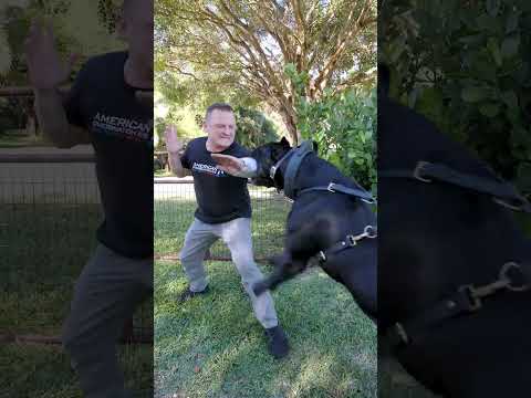 Newspaper Bite Sleeve vs. 120LB Cane Corso