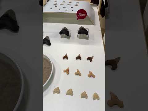 NEW! Jumbo Magnetic Fossil Puzzles from Kaplan Early Learning