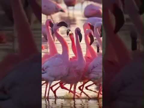 Flamingo dance #nature#shorts