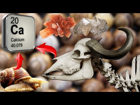 CALCIO el metal mas abundante del CUERPO HUMANO | ELEMENTOS de la tabla periódica en un MINUTO