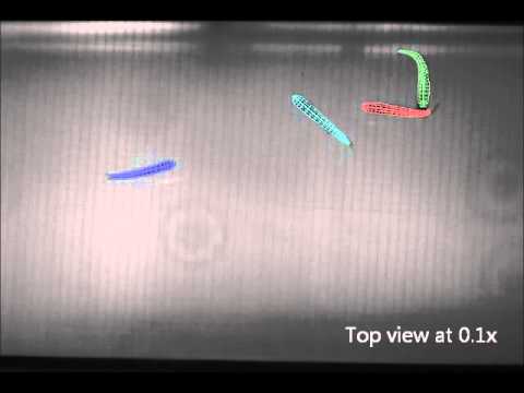 CDCL Tracking Fish Position, Orientation, and Shape