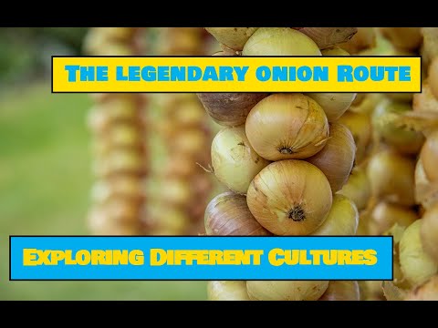 Exploring Different Cultures of the Onion Route