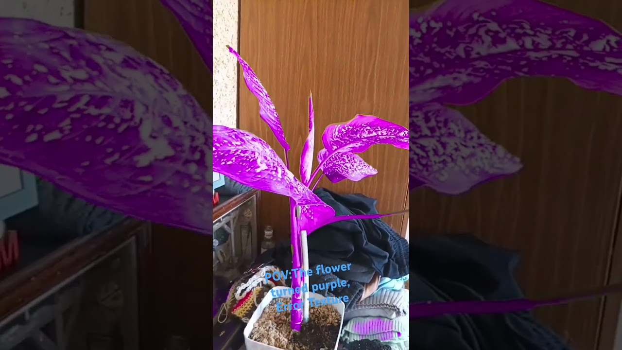 The flower turned purple, Error Texture #goshasheriff #textureerror #error #flowers #purple #shorts
