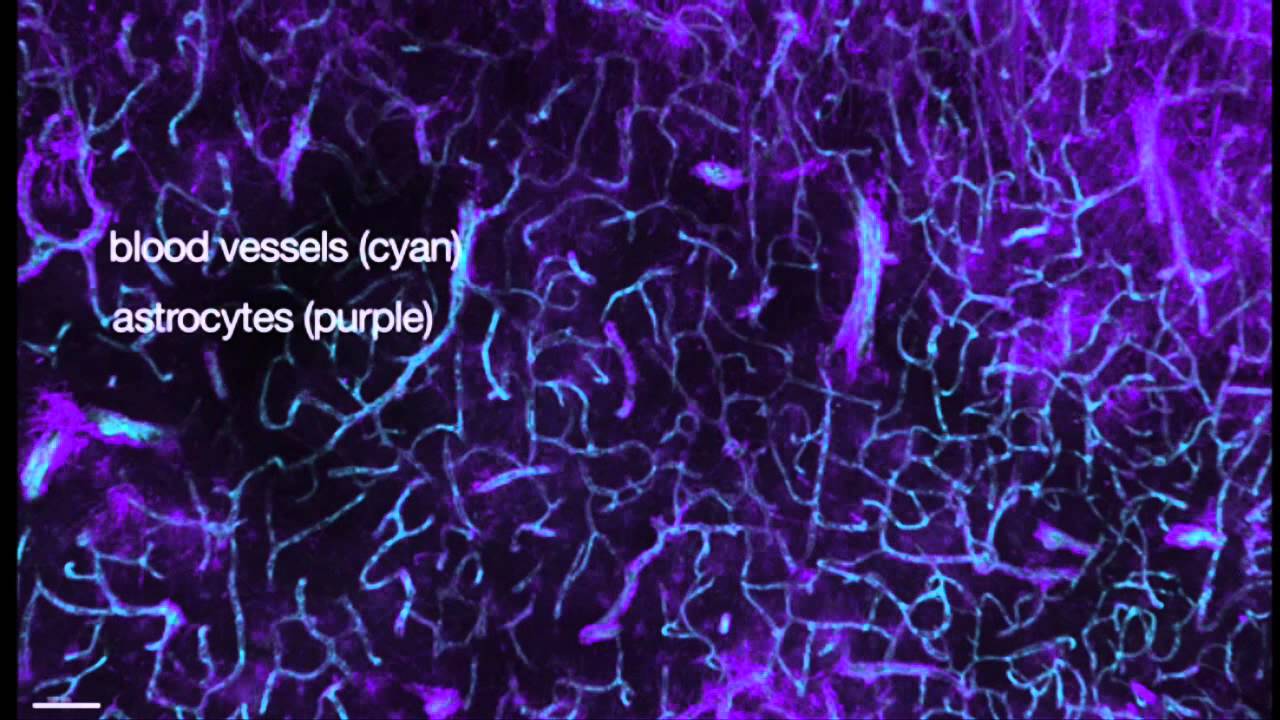 Protein Imaging reveals detailed Brain Architecture