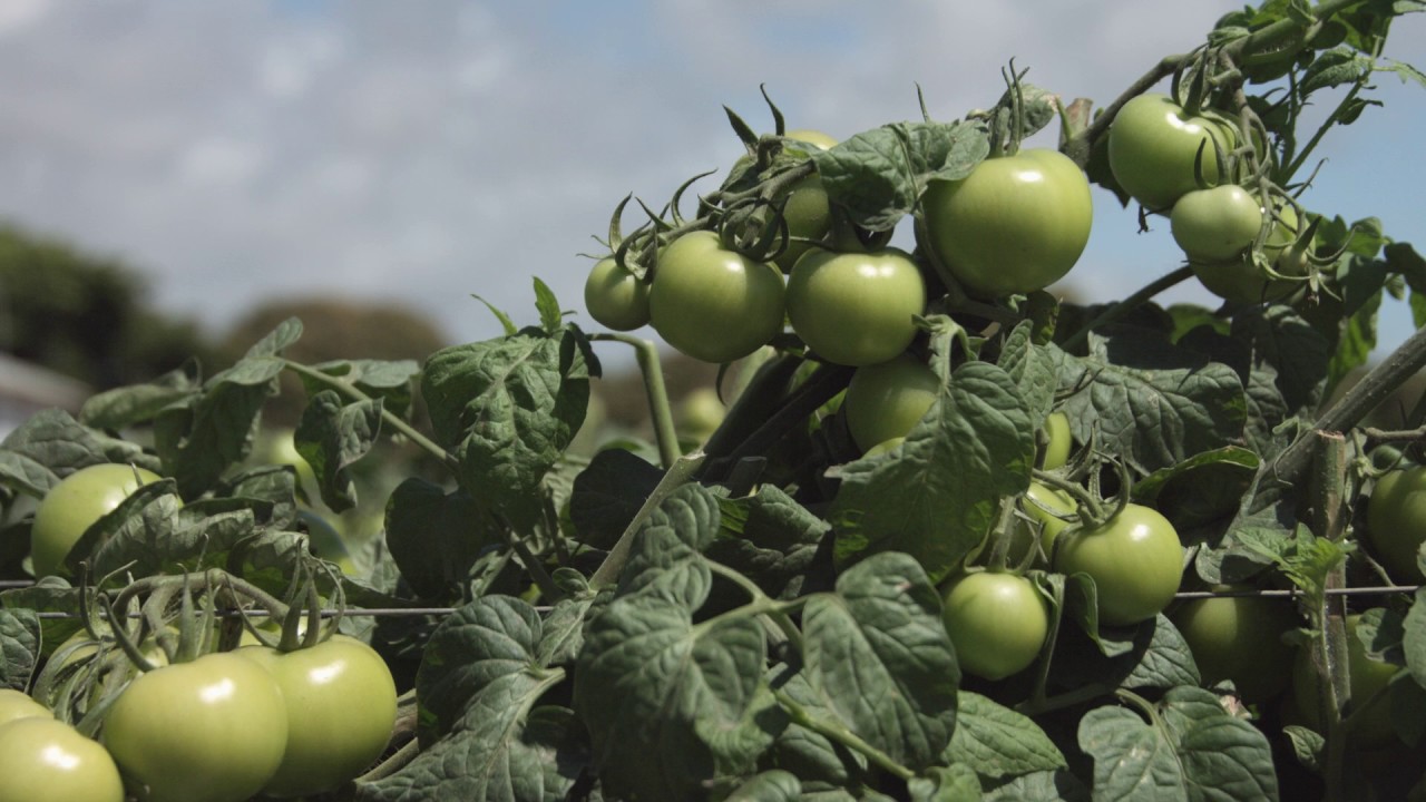 Bayer Biologics | Biologicals Australia | Bayer Crop Science