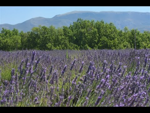 The Quest for Exquisite Raw Materials: Lavender in Provence - Episode 1 | Sanatio Naturalis