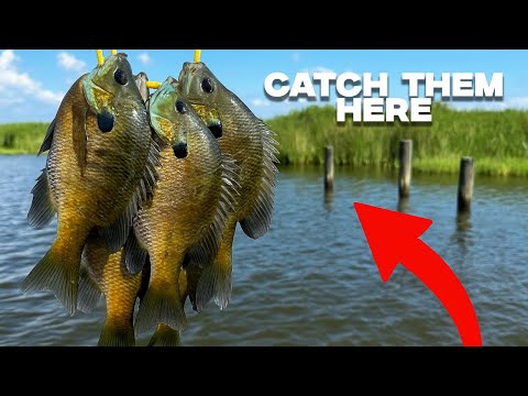 Come to this FISHING SPOT to Catch Bluegill, Shellcracker, and Catfish (Catch and Cook)