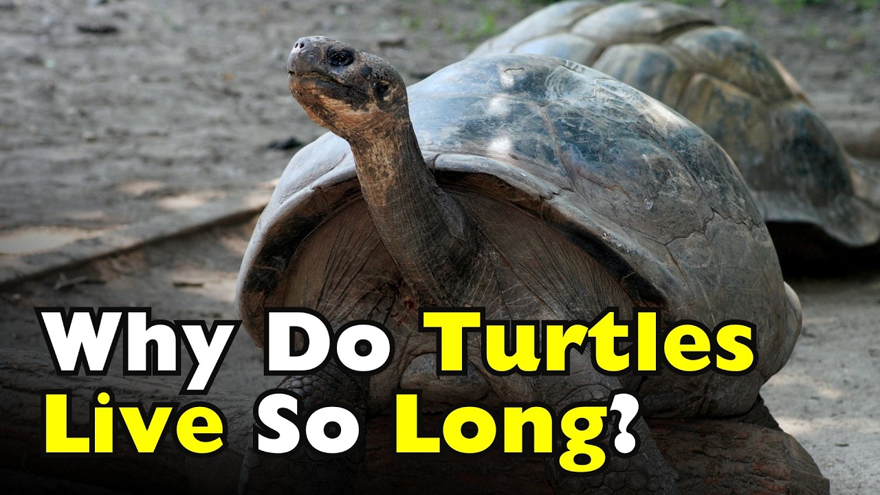 Why Do Turtles Live So Long? [ID0717]
