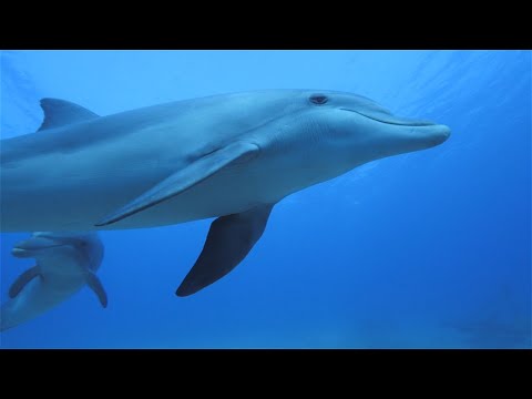5 Mind-Blowing Facts About Bottlenose Dolphins You Didn't Know!