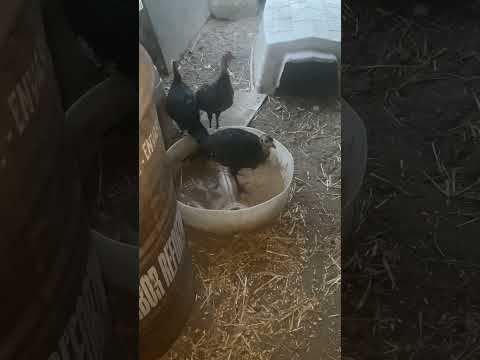 Black Spanish turkey poults
