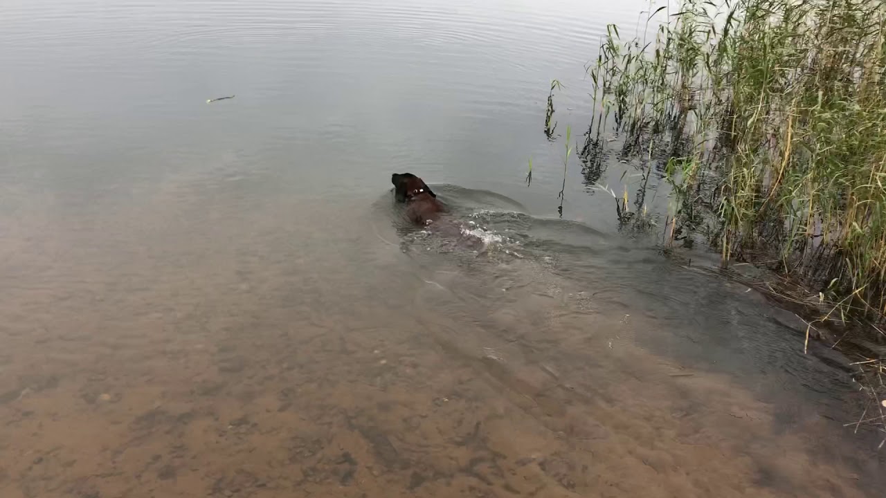 Otto The Bavarian Mountain Hound Taking a Dip
