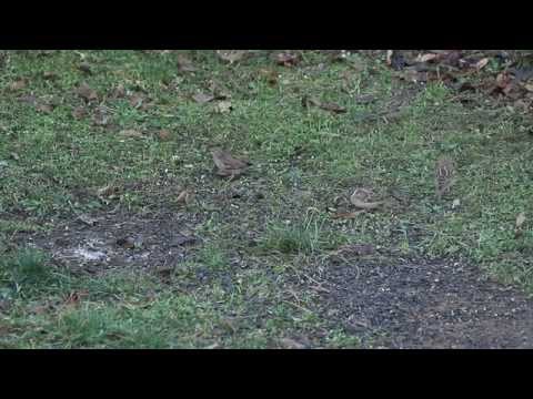 Verebek füves talajetetőn / Sparrows at grassy ground feeder, Budapest (2010.12.23.)