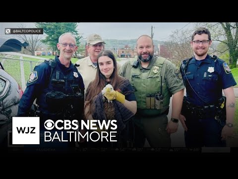 Baltimore County police, DNR rescue bald eagle