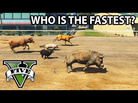 GTA V - Which animal is the Fastest? [All animals race]