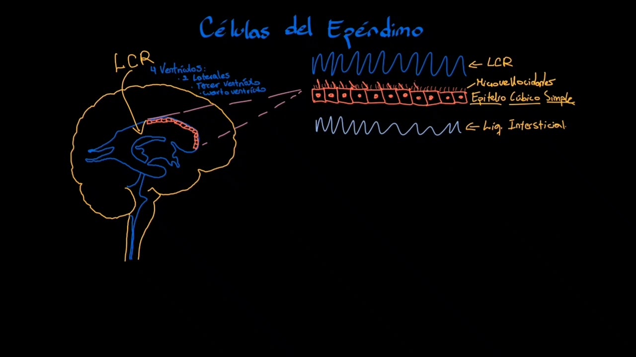12 Células Ependimarias
