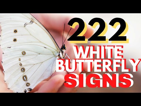 222 And White Butterfly Signs