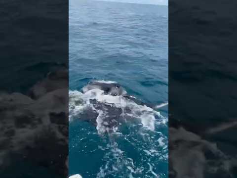 Huge Manta ray
