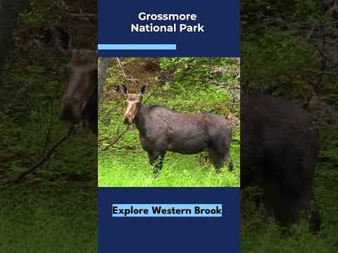 โ
Exploring the Natural Wonders of Gros Morne National Park in Newfoundland