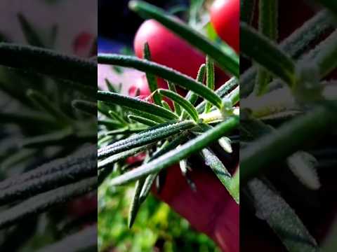 #HERBS #tnog #benefits #medicinal #rosemary #neworleans