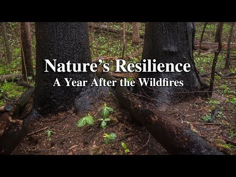 Nature's Resilience