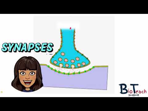 Chemical Synapses - A level and BTEC Applied Science: BioTeach
