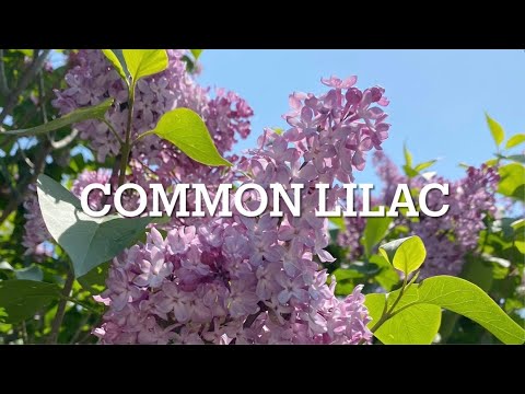The Captivating Common Lilac