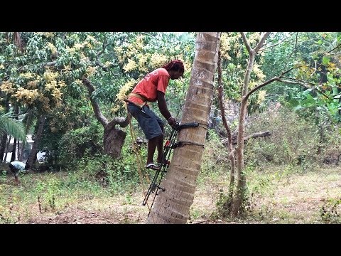 Coconut Tree Climber at Best Price in India