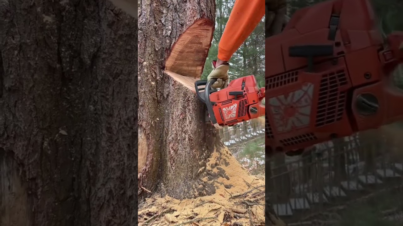 Arborist use controlled uphill tree felling technique