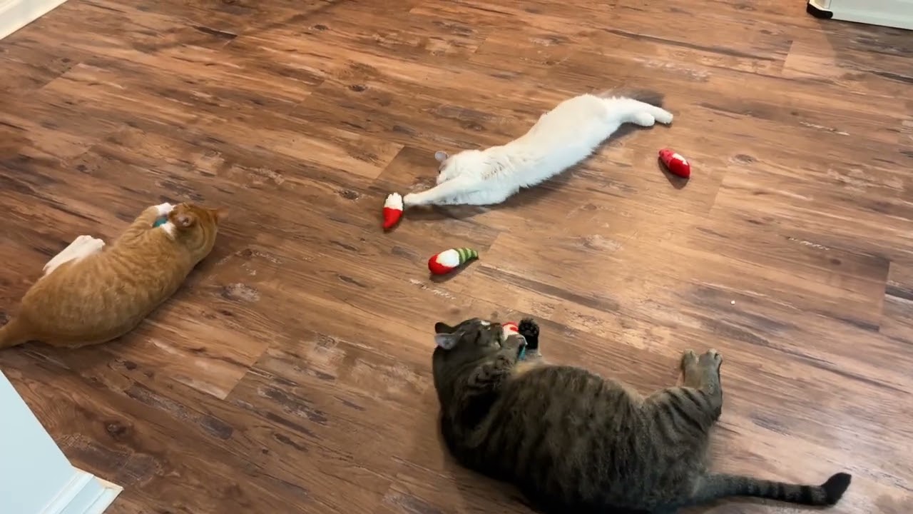 Real Review: Biubiucat Christmas Catnip Toys  Tested for Everyday Use X094