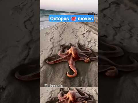 Octopus π moves on sand#likesadia #shortvideo #animals #shorts π