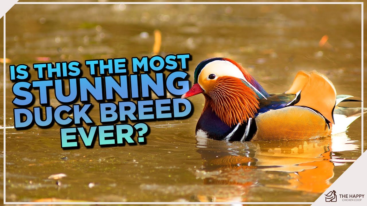 Mandarin Duck: Everything You Need to Know