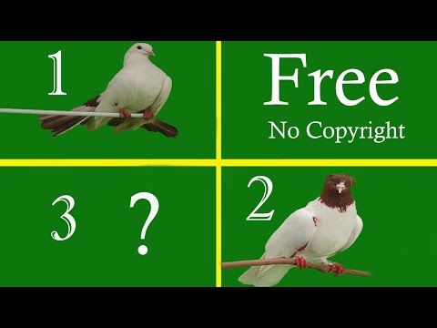 Top 3 Green Screen pigeon background video effects | no copyright | Bird chroma key