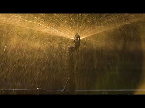 Nelson S7 Orchard Irrigation Micro Sprinkler for Full Coverage
