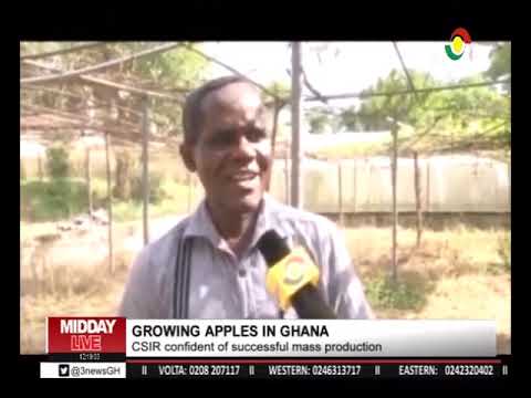 CSIR-Crops Research Institute confident of mass production of apples in Ghana: A news report by TV3