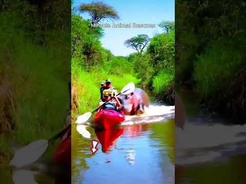 Hippo attacks kayaks this will make you wonder