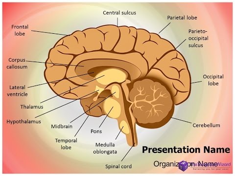 Human Brain Nervous System PowerPoint Template - TheTemplateWizard.com