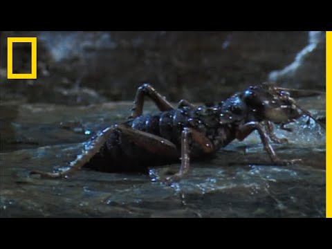Voici le weta géant de Nouvelle-Zélande, un colosse des temps anciens ...
