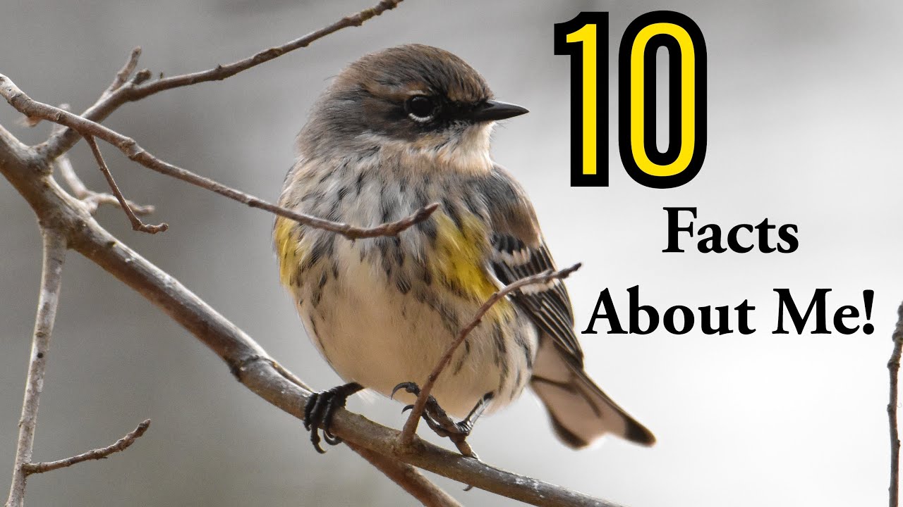 10 Amazing Facts About Yellow-Rumped Warblers