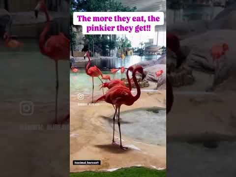 Why are flamingos pink?? #flamingos #facts #animals #birds #reels #pink #grey #learn #knowledge