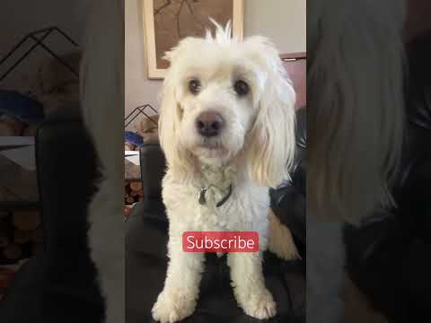 Beau was reading?!? #viralvideo #trending #dog
