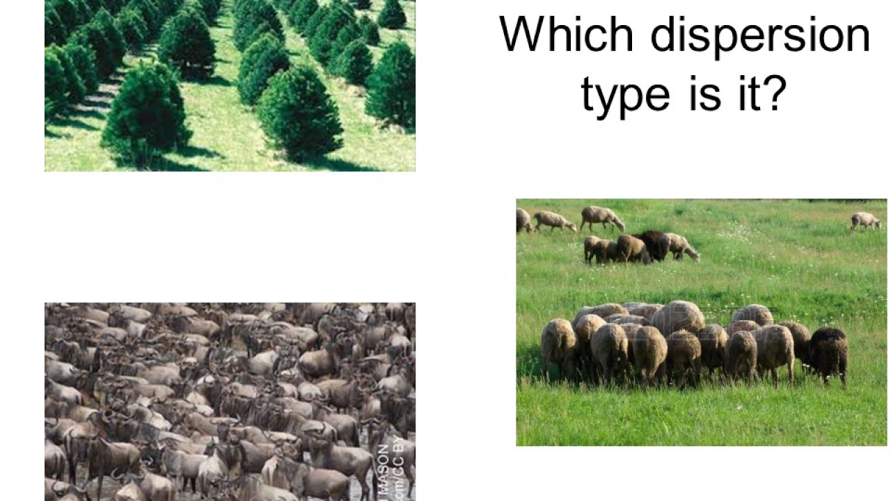 Population PPT Video