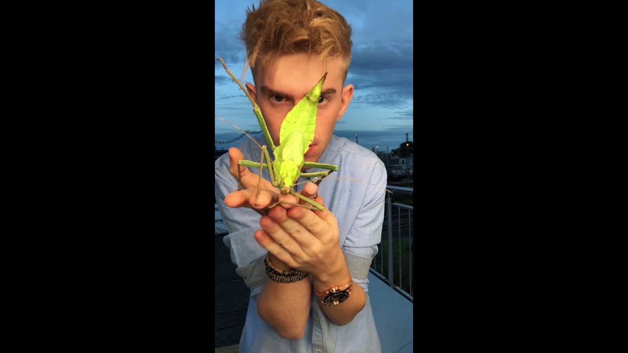 Happy new year! with the Lifecycle of the largest stick insect species in the world 💚😄!| Incredib