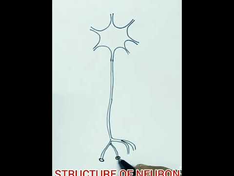 how to draw structure of neuron easily