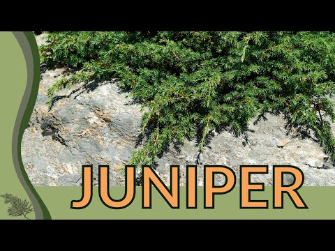 The Beginner's Guide to JUNIPER! (Juniperus) 🌲🌲🌲