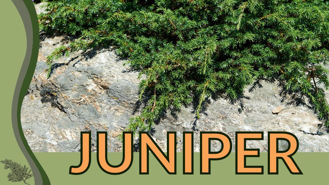 The Beginner's Guide to JUNIPER! (Juniperus) 🌲🌲🌲