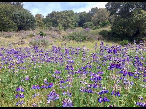 Botany For Beginners Webinar with Caprice Disbrow